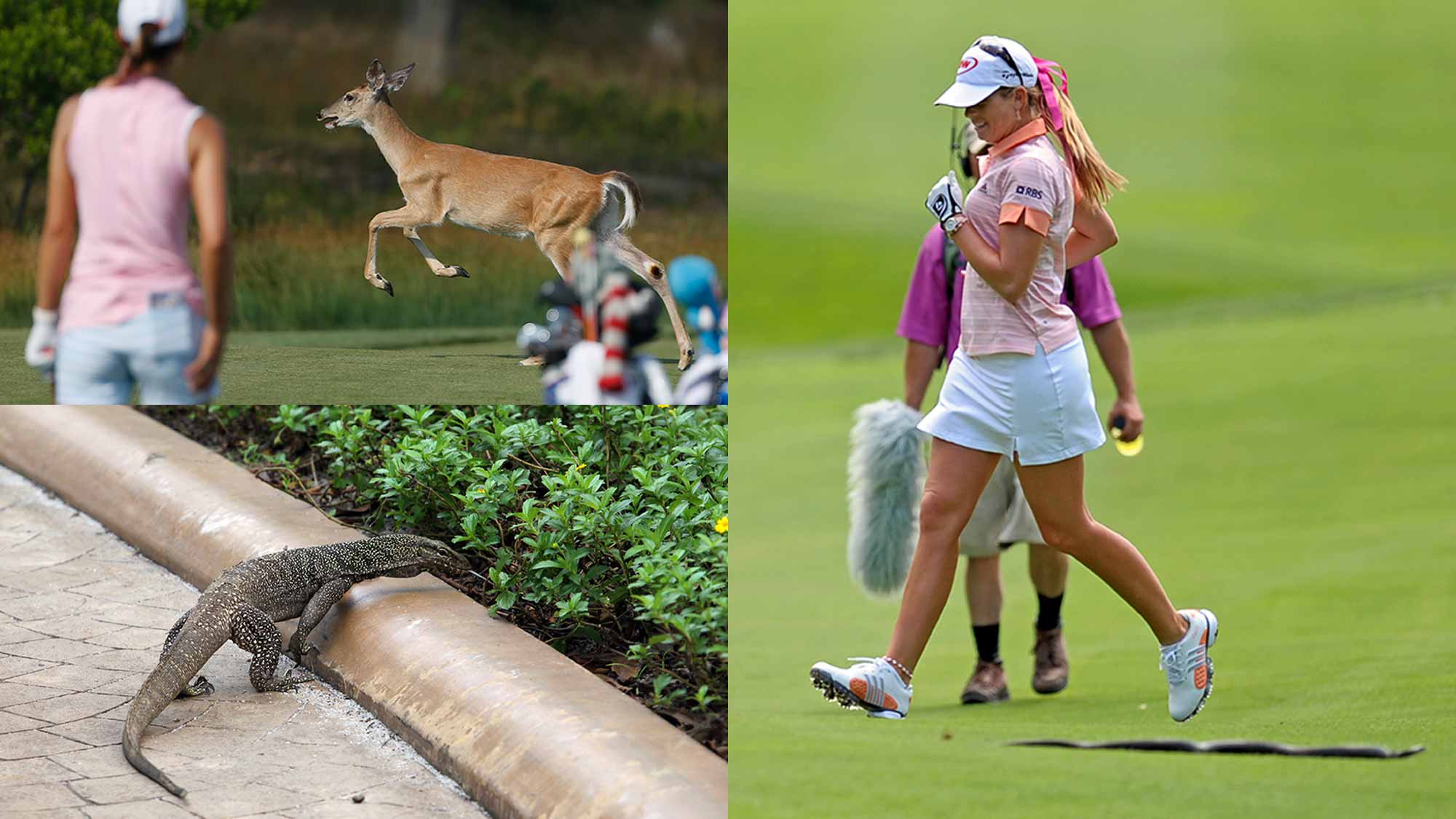 Flashback Friday - Scary Shots In Golf | LPGA | Ladies Professional ...